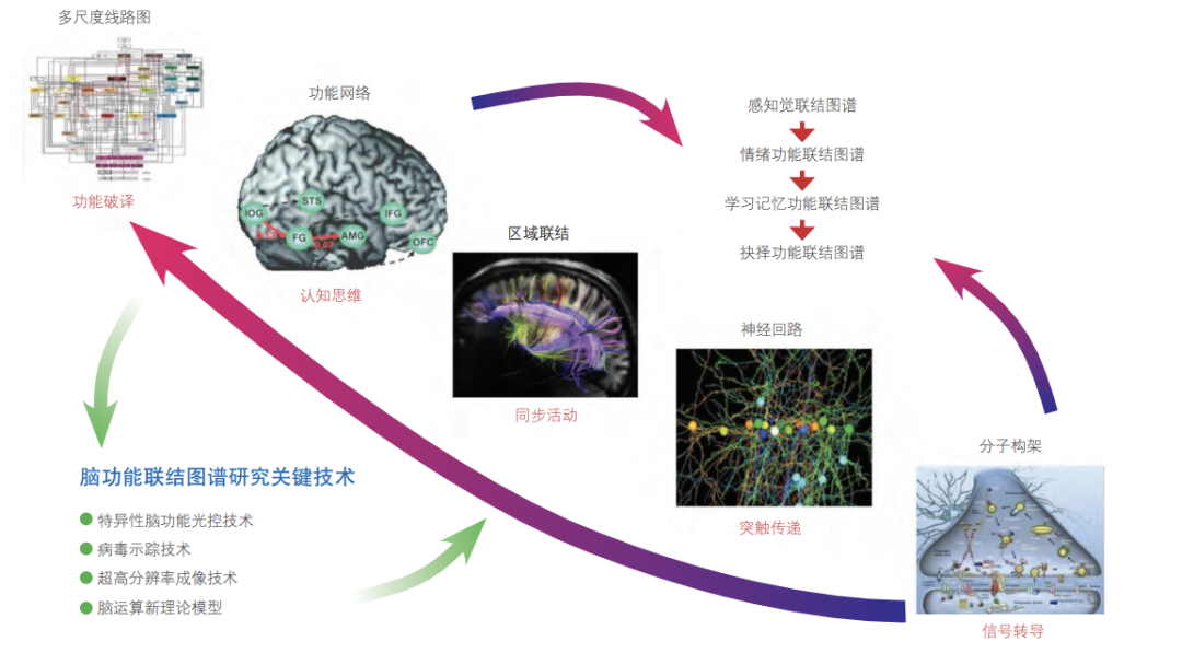 中科院：未来脑科学与类脑智能研究的新趋势 - 深度流形